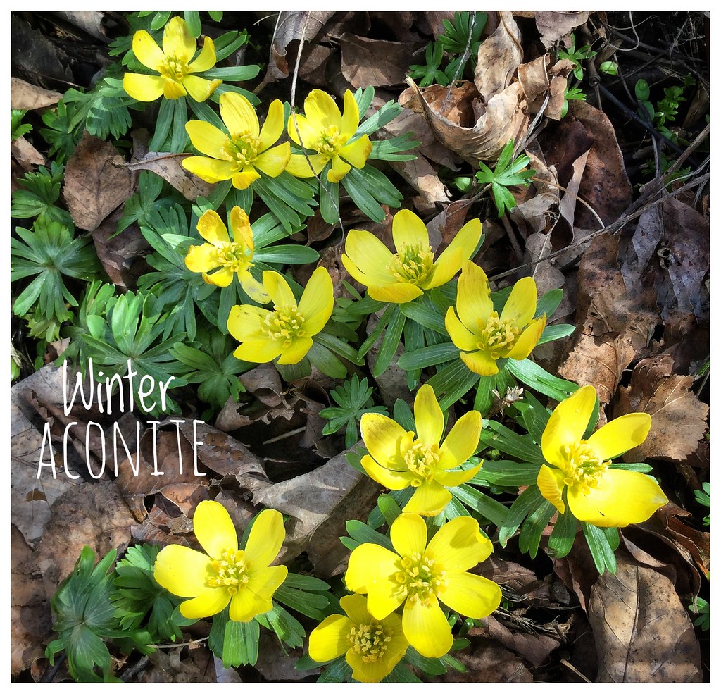 Winter flower aconite: Low maintenance, highly dangerous