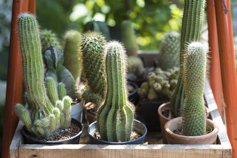 What Is Etiolation and How Can You Prevent It?