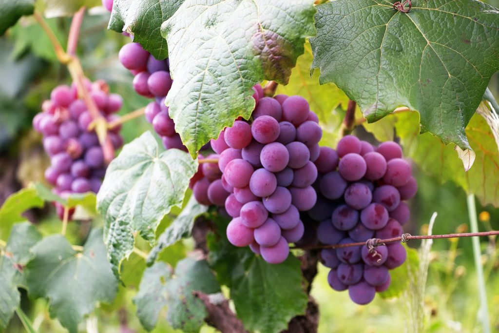 We Like 'Em Big And Juicy: How Our Table Grapes Got So Fat